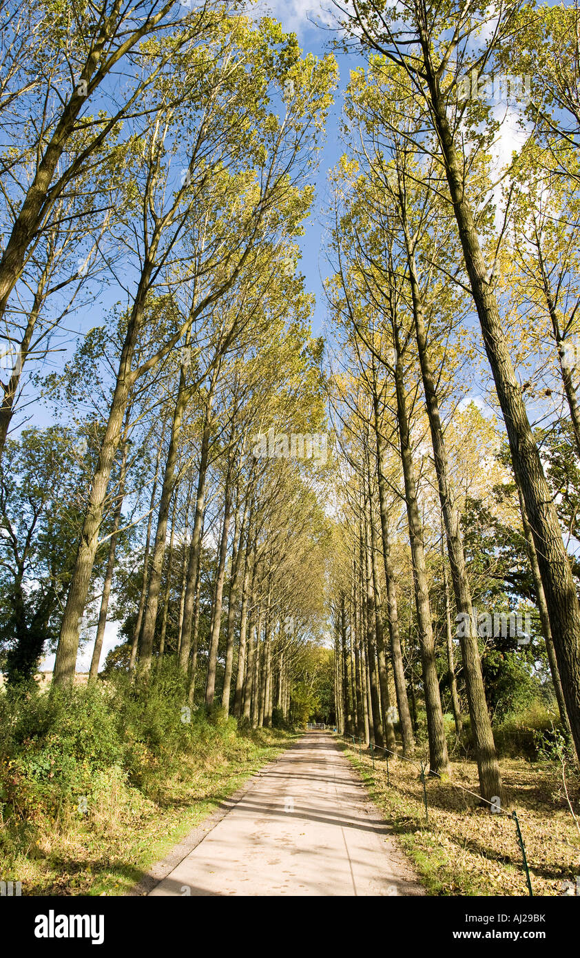 Umberslade an avenue of poplar trees road lane Stock Photo - Alamy