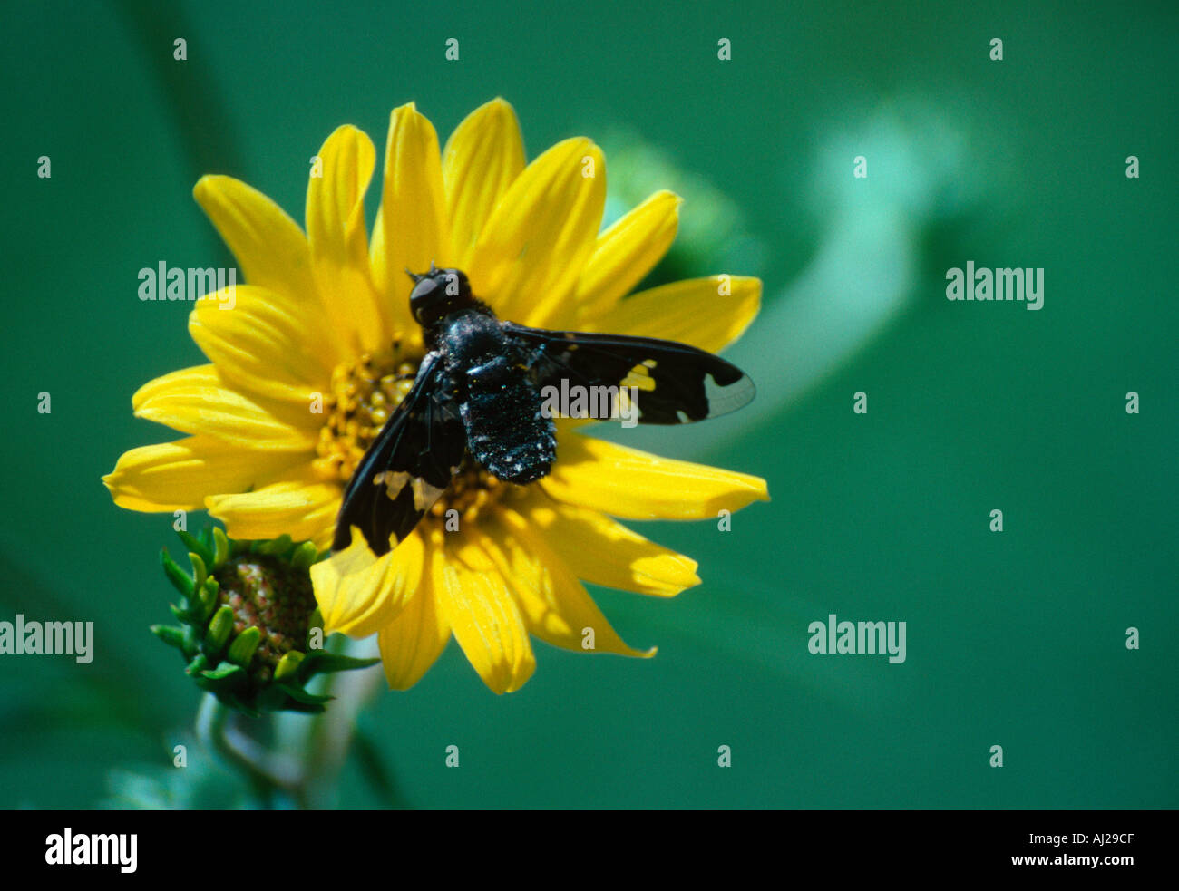 Progressive Bee Fly sipping nectar from a Western Sunflower Stock Photo ...