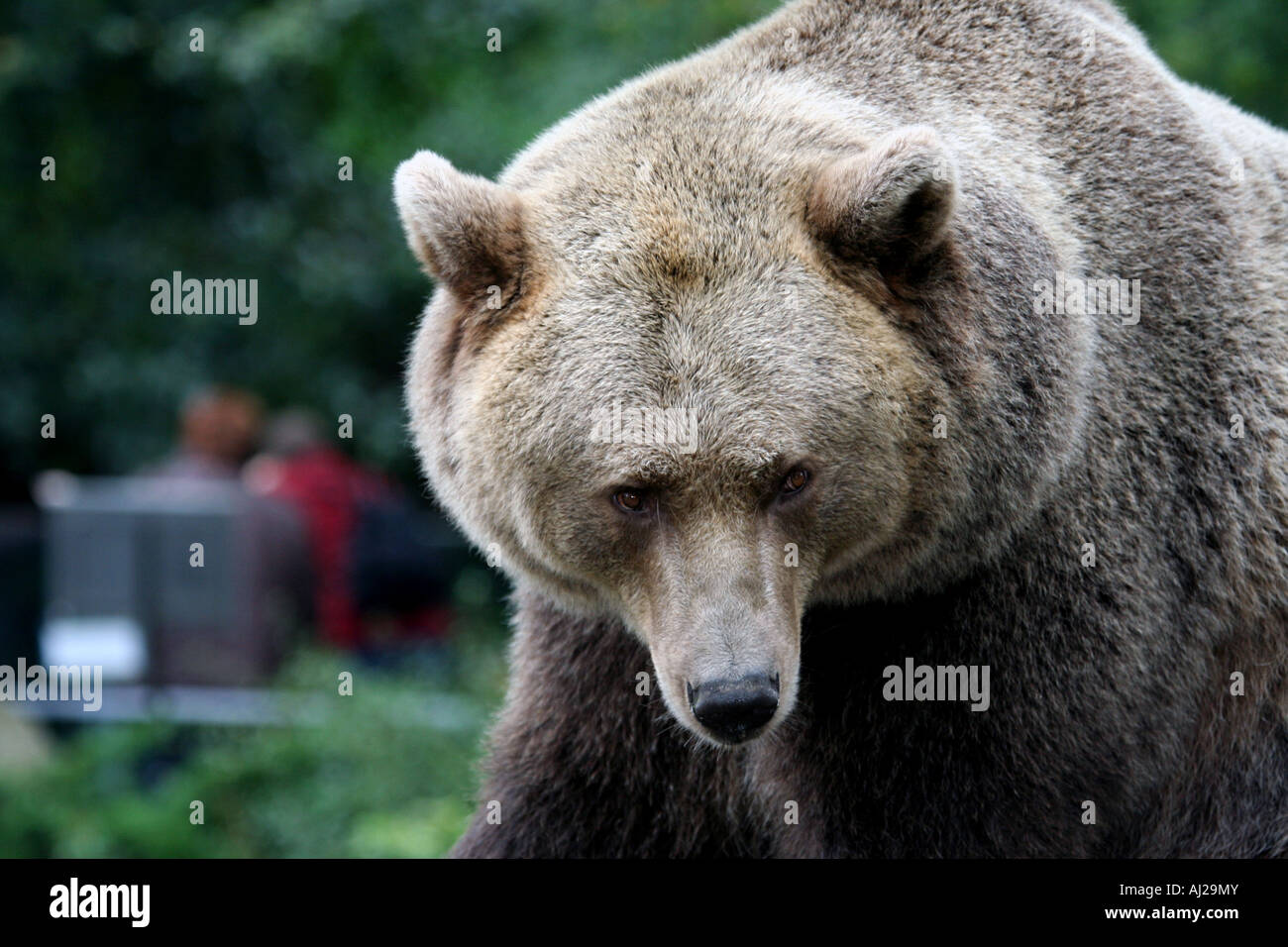 Closeup of Brown Canadian bear Stock Photo - Alamy
