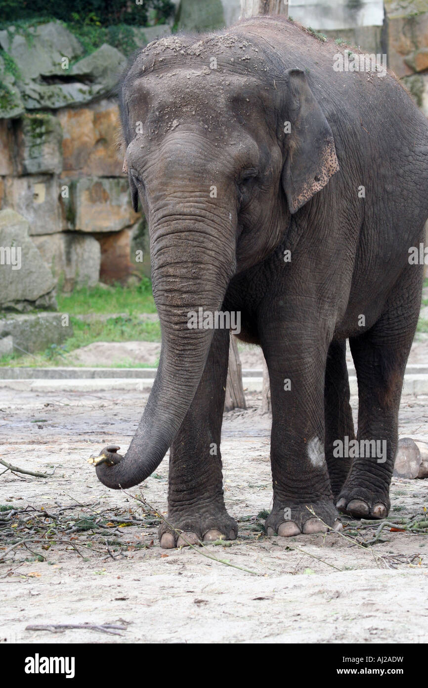 African Elephant walking outdoors Stock Photo - Alamy