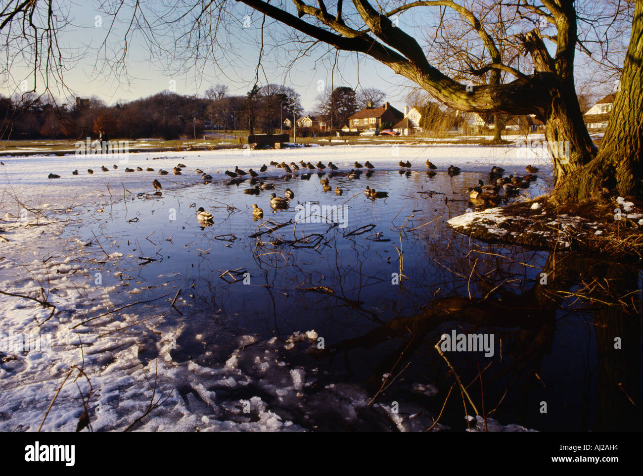 Epsom village pond hi-res stock photography and images - Alamy