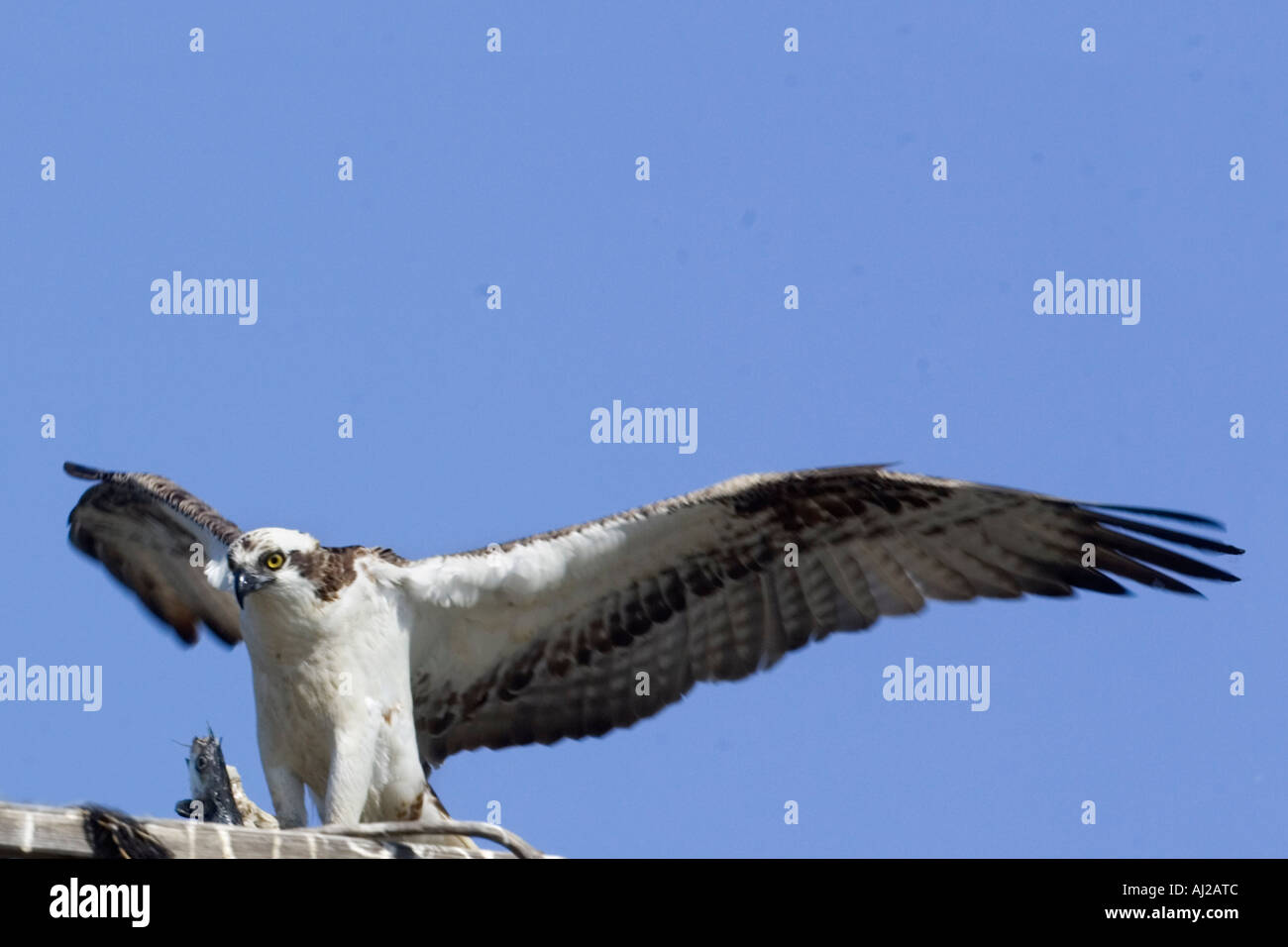 Osprey lands in nest fish hi-res stock photography and images - Alamy