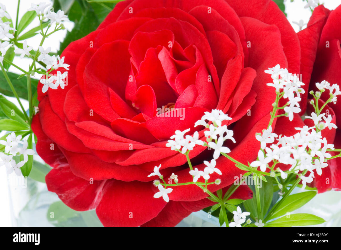 red rose with green leaf and white blooming woodruff waldmeister cutout ...