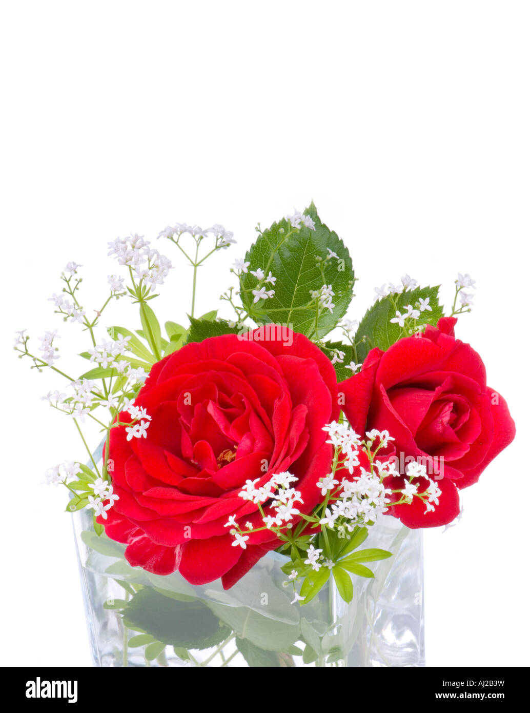 red rose with green leaf and white blooming woodruff waldmeister cutout ...