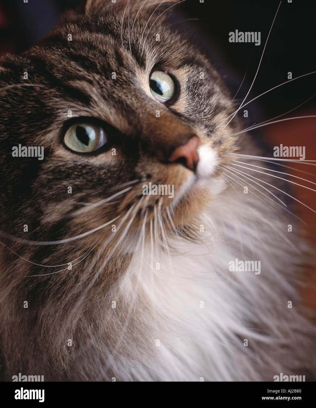 tabby cat in profile with long hair Stock Photo - Alamy