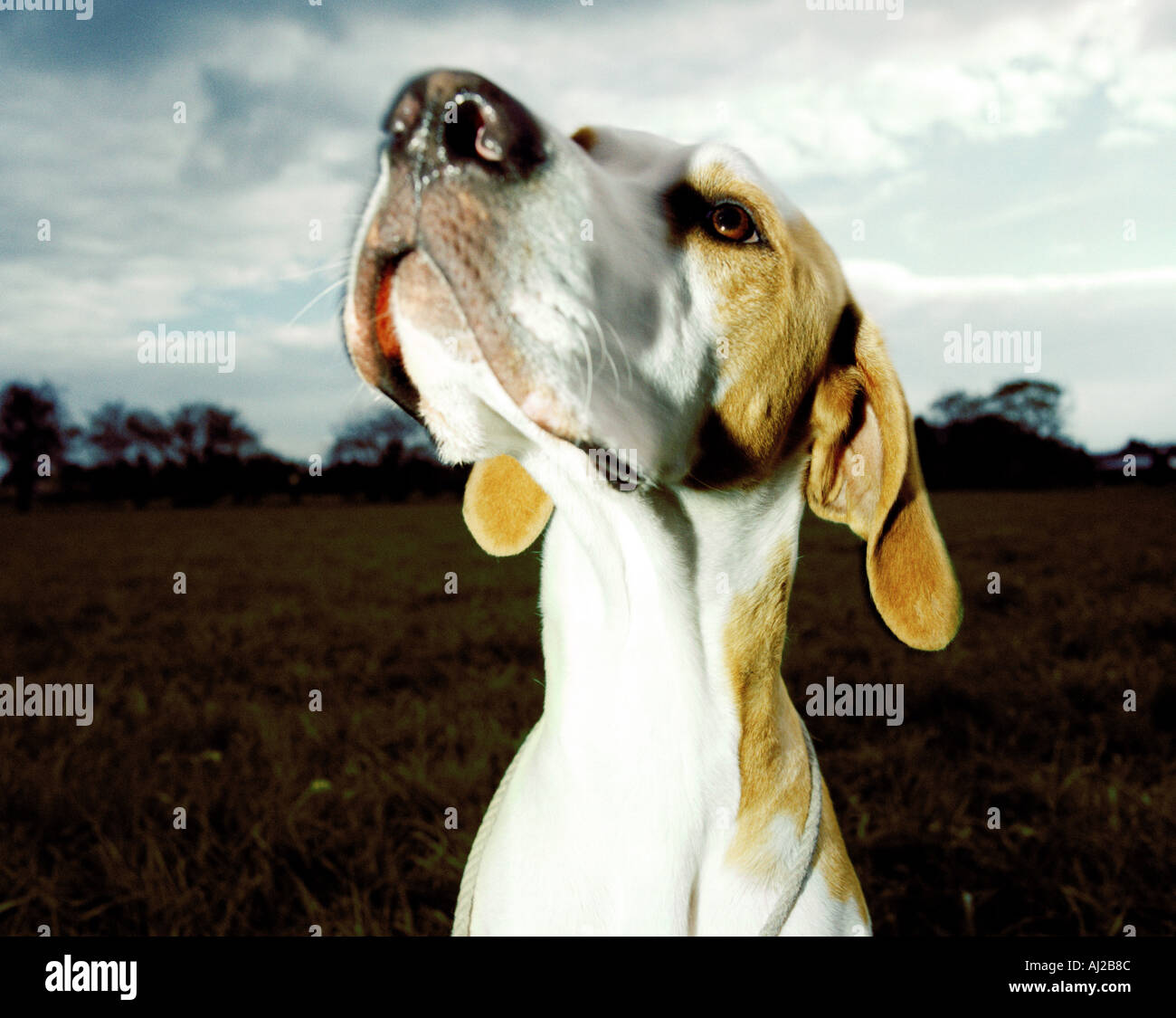 pointer dog looking towards sky Stock Photo - Alamy