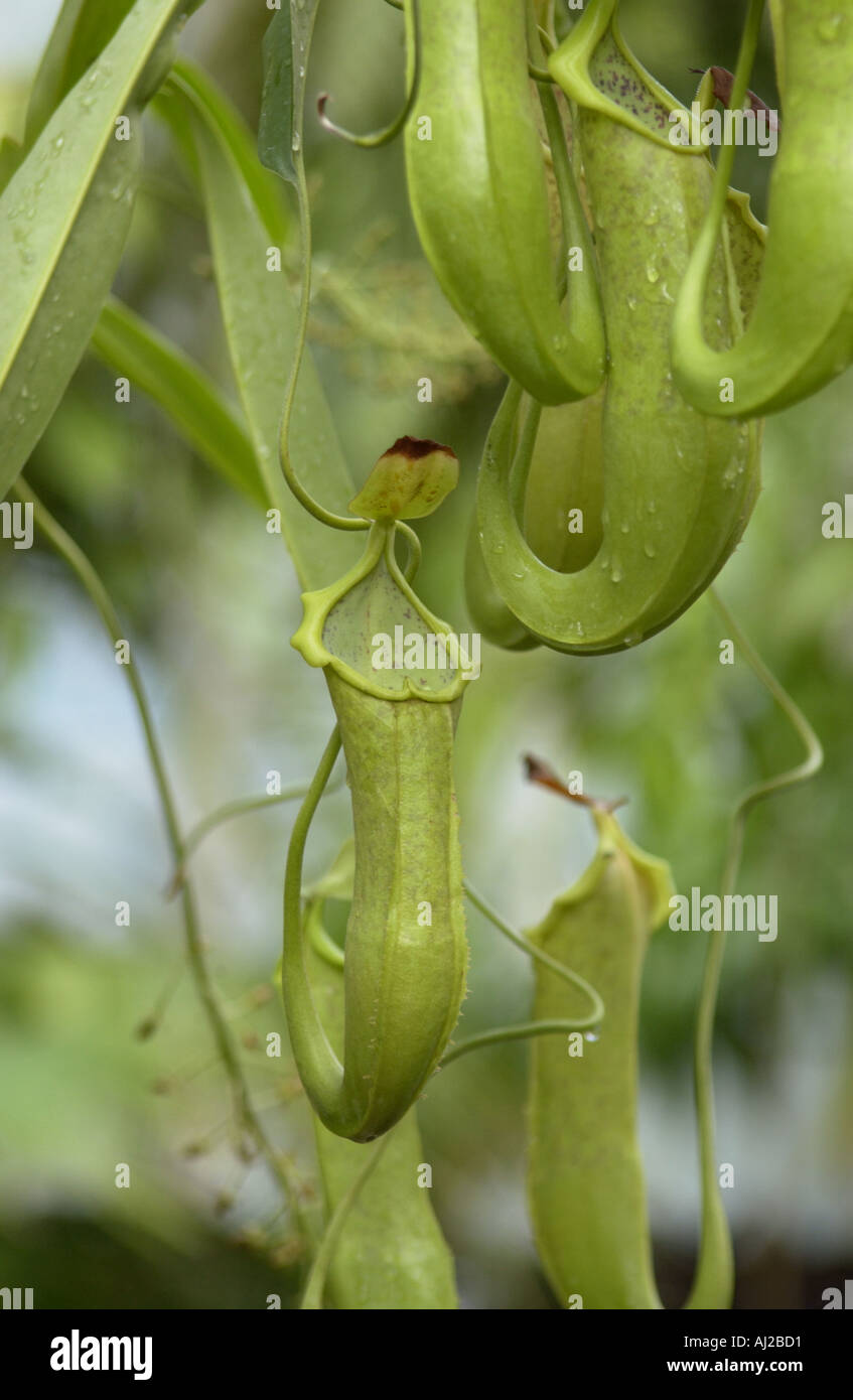 fly catching carnivorous tropical plant Stock Photo - Alamy