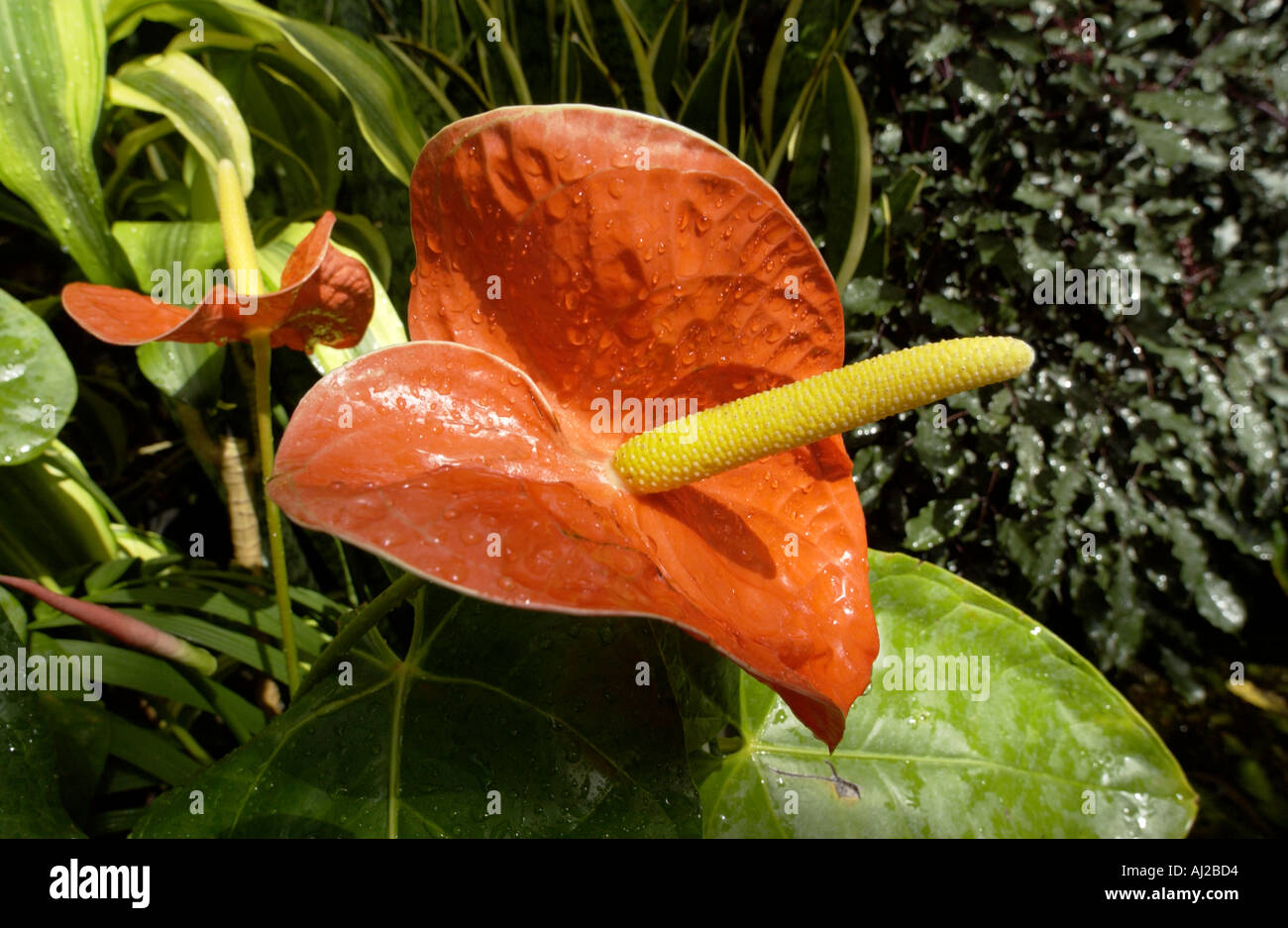 Exotic tropical flower Stock Photo - Alamy