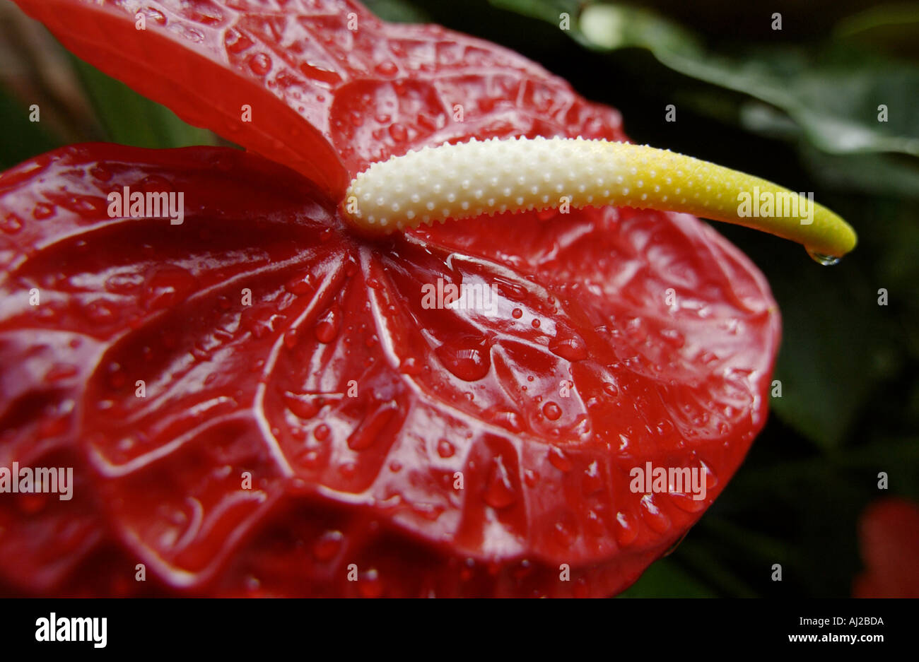 Botany phallic red hi-res stock photography and images - Alamy