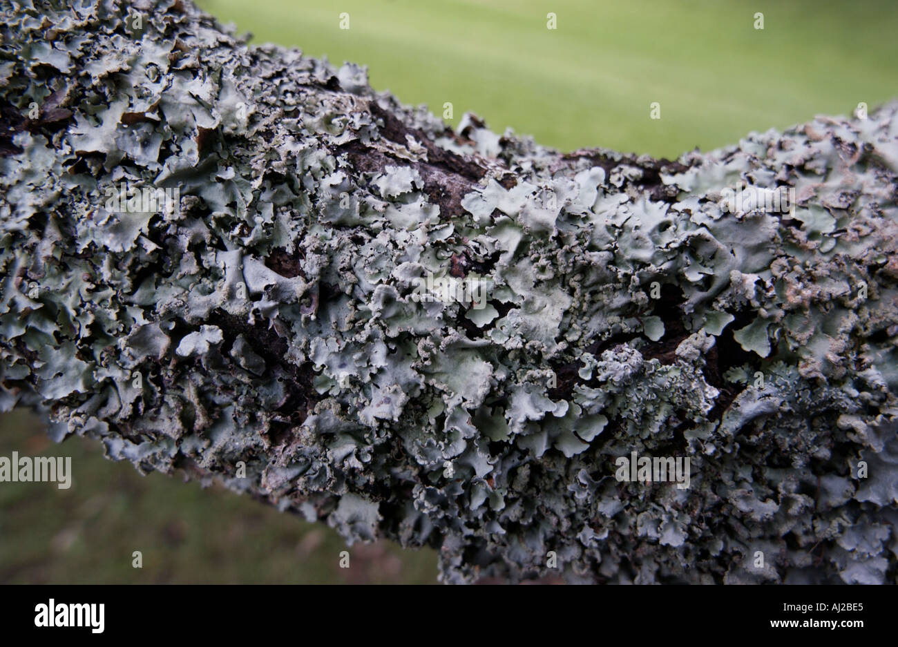lichen growing on a trees branches Stock Photo - Alamy
