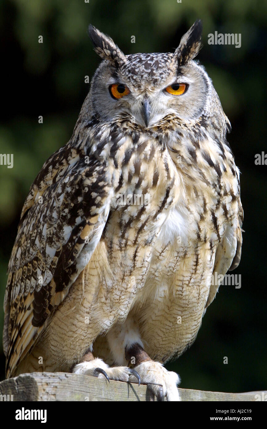 Long Eared Owl Amazon World Isle of Wight England UK Stock Photo - Alamy