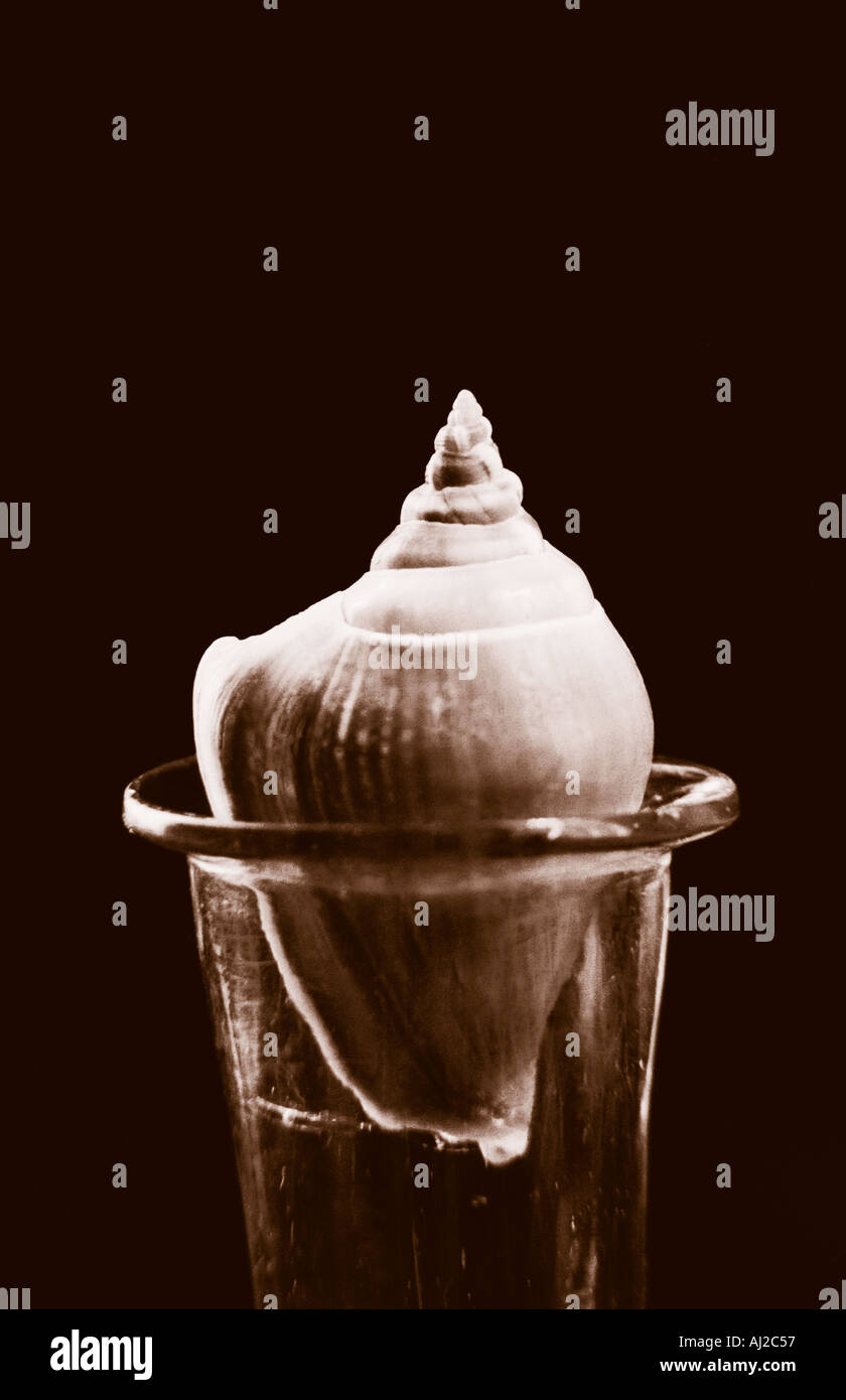 Snail shell in botlle neck Stock Photo - Alamy