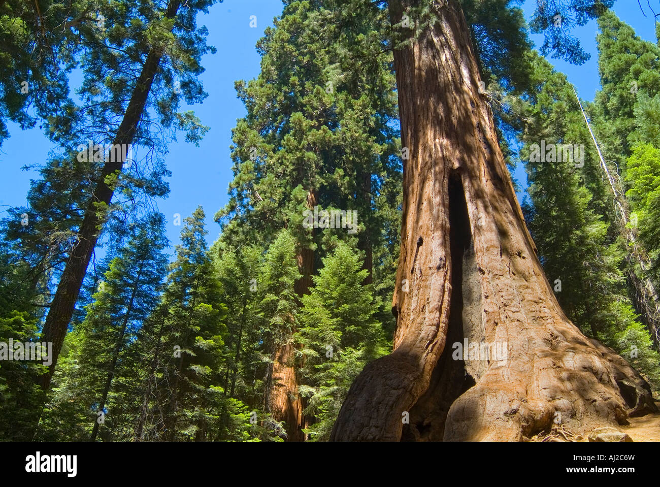 Redwood tree height hi-res stock photography and images - Alamy
