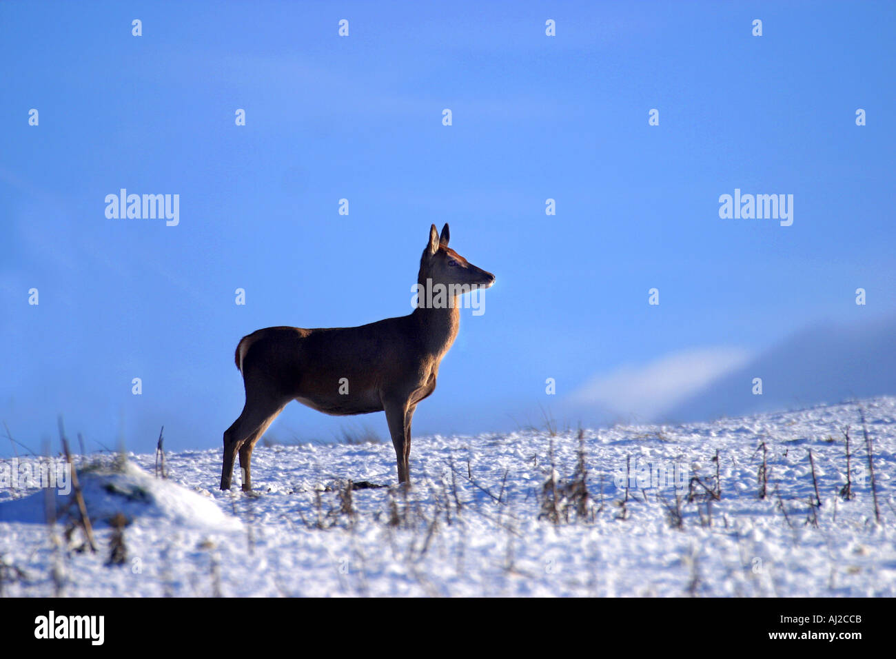 Red deer hind scotland cold hi-res stock photography and images - Alamy