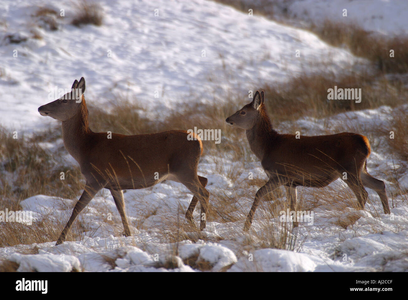 Ben hall deer hi-res stock photography and images - Alamy