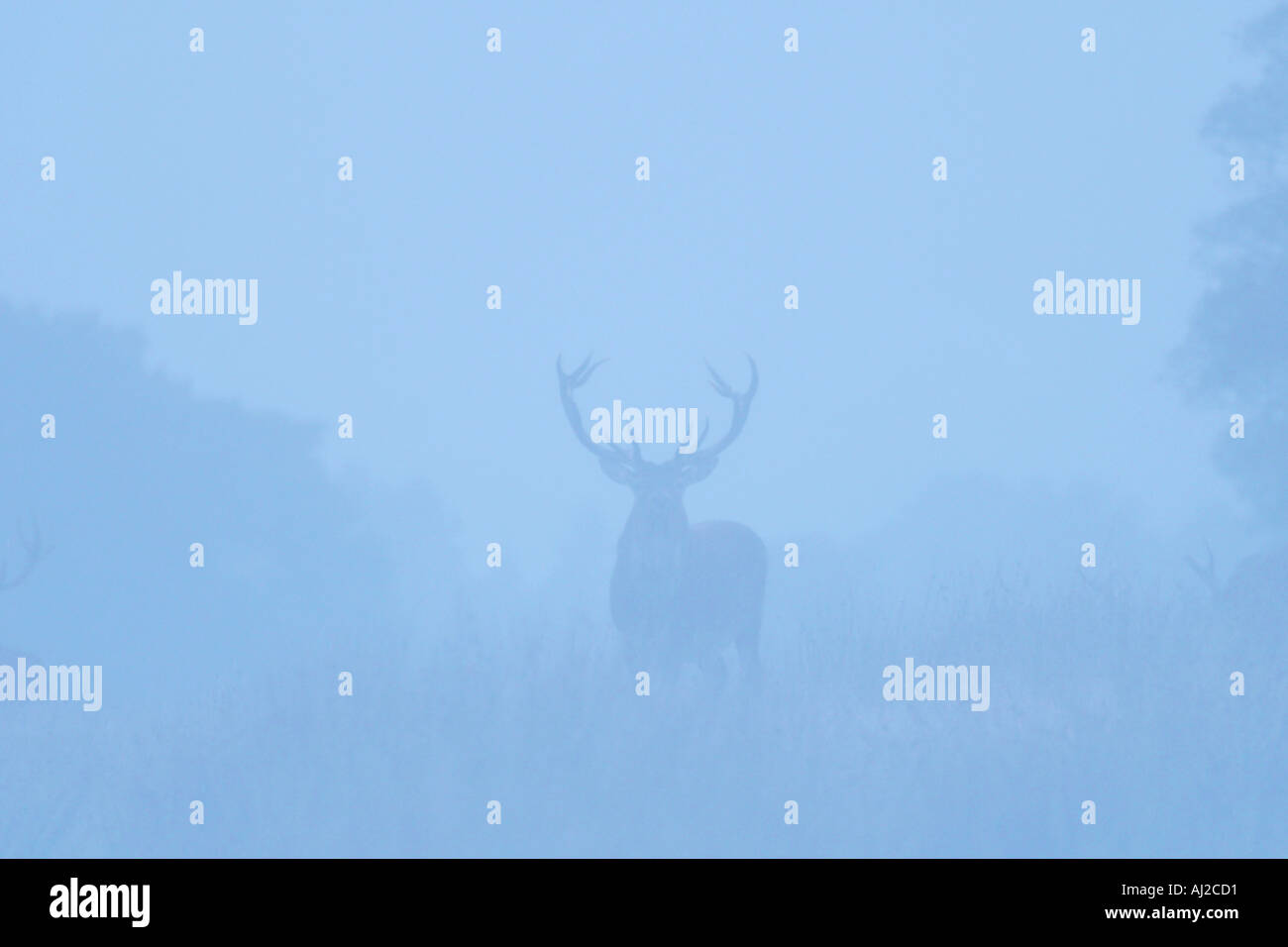 Ben hall deer hi-res stock photography and images - Alamy