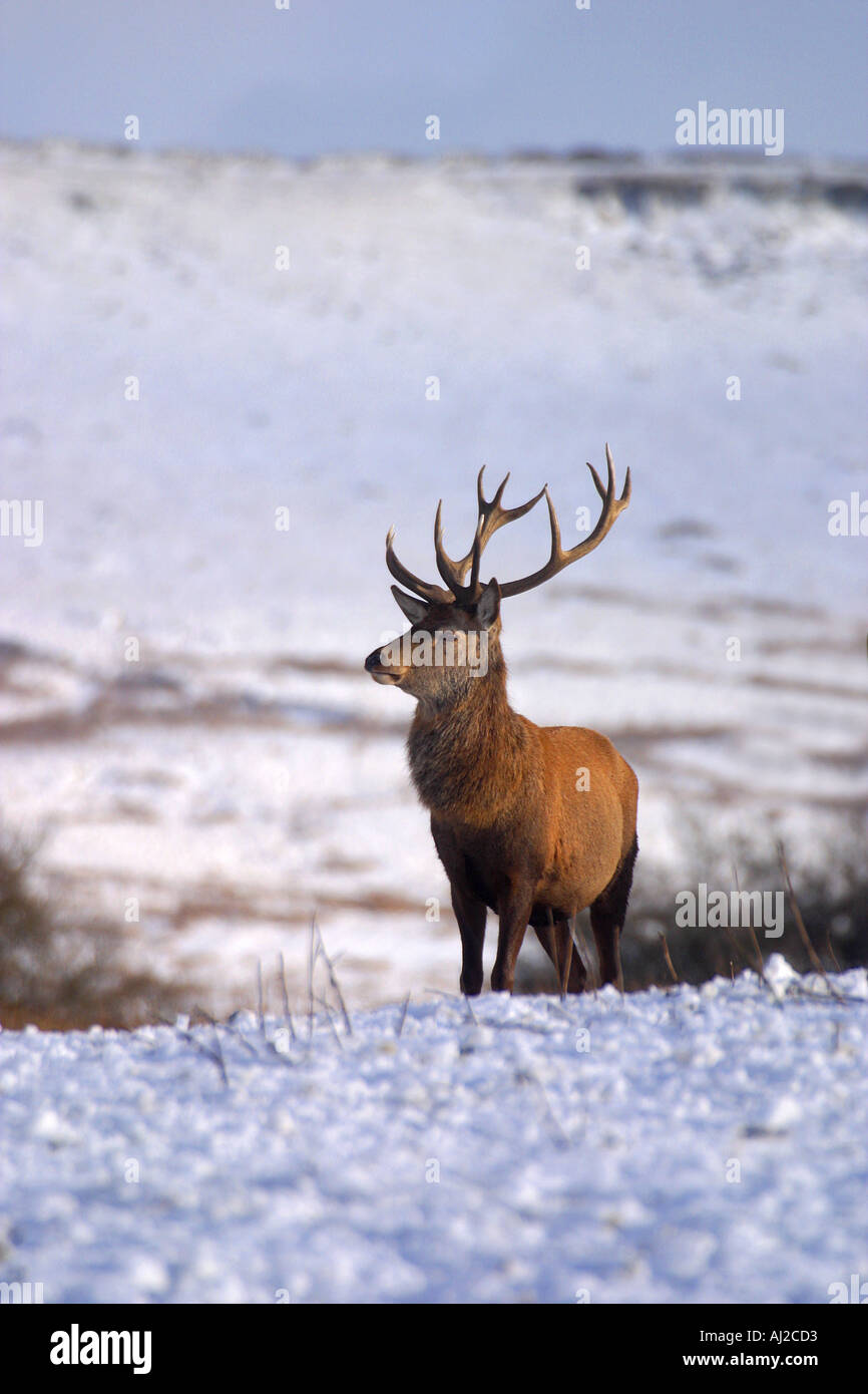 red deer stag in winter Stock Photo - Alamy