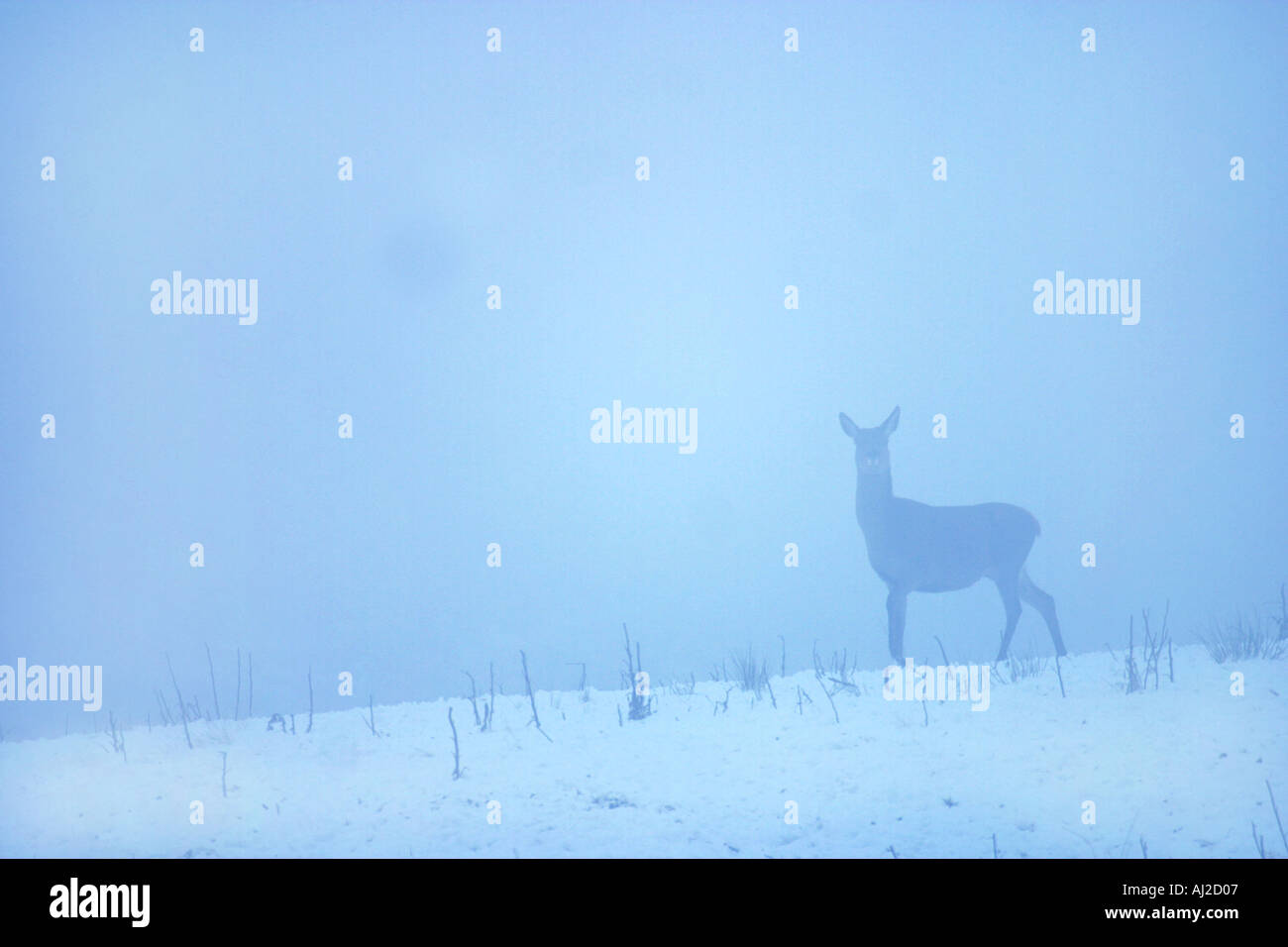 Red deer hind scotland cold hi-res stock photography and images - Alamy