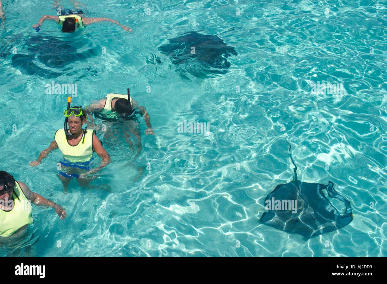 Swim with the sting rays attraction Grand Cayman Stock Photo - Alamy