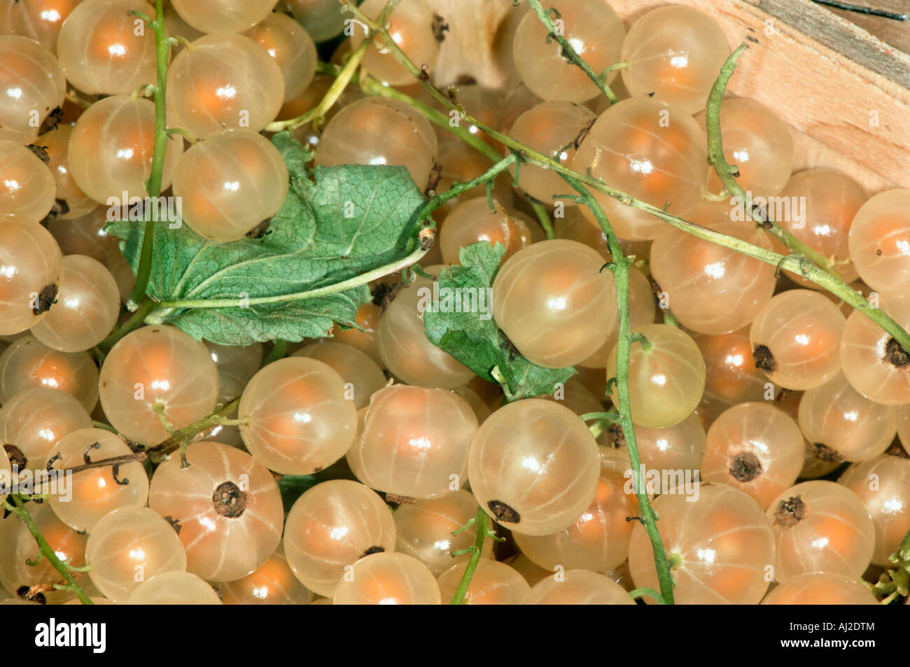 Box of White Currants Stock Photo - Alamy