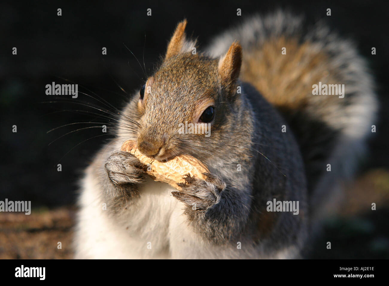 Squirrel munching on a monkey nut Stock Photo - Alamy