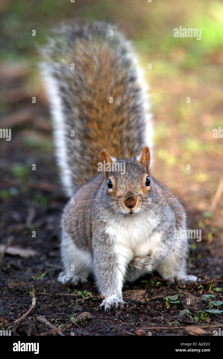 Squirrel head hi-res stock photography and images - Alamy