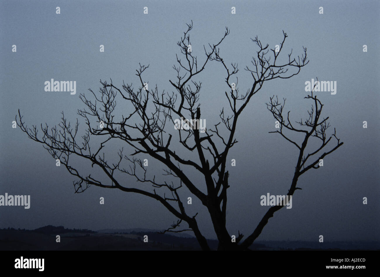 the branches of a tree Stock Photo - Alamy