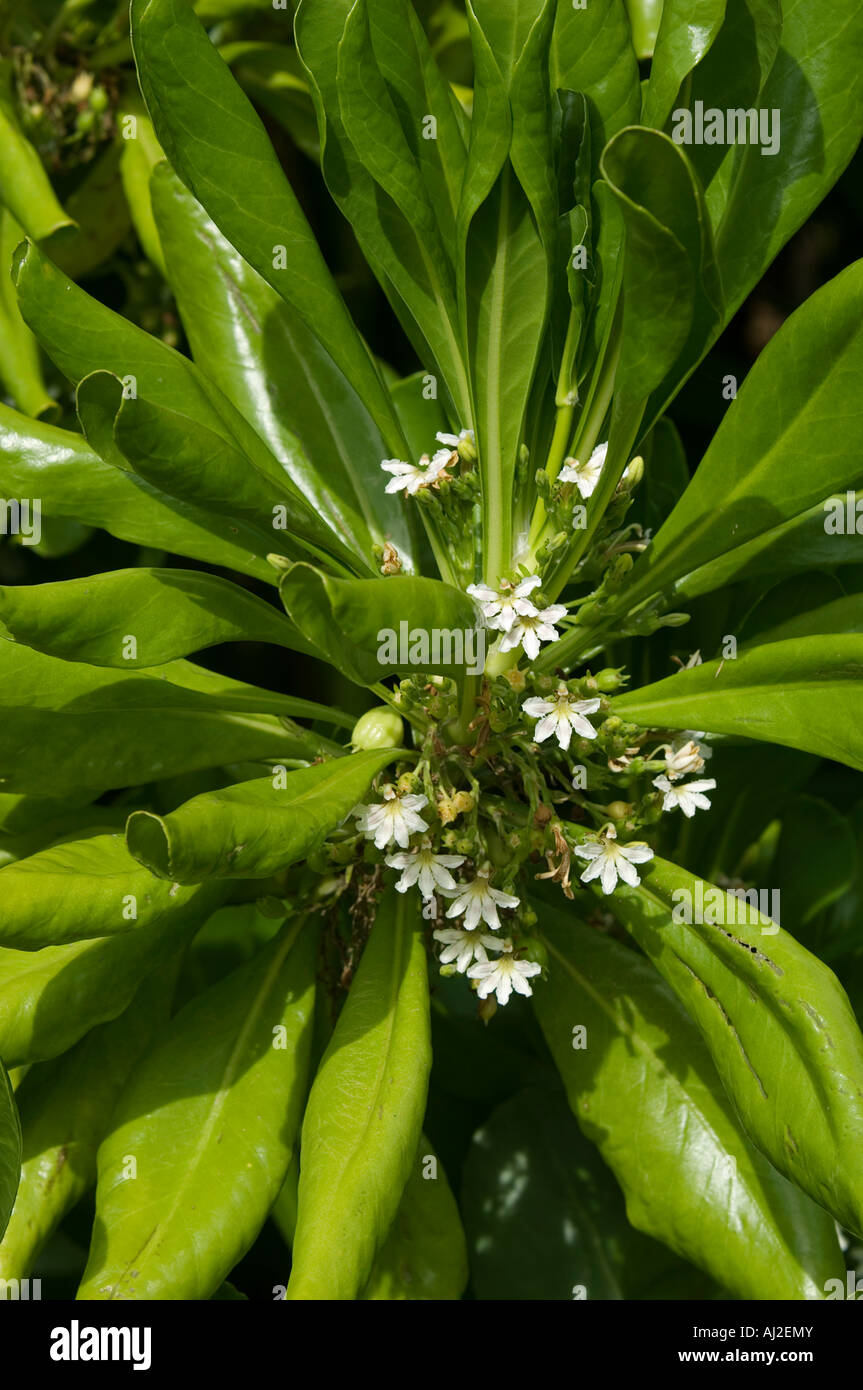 The luxuriant foliage and delicate flowers of sea lettuce on Little ...