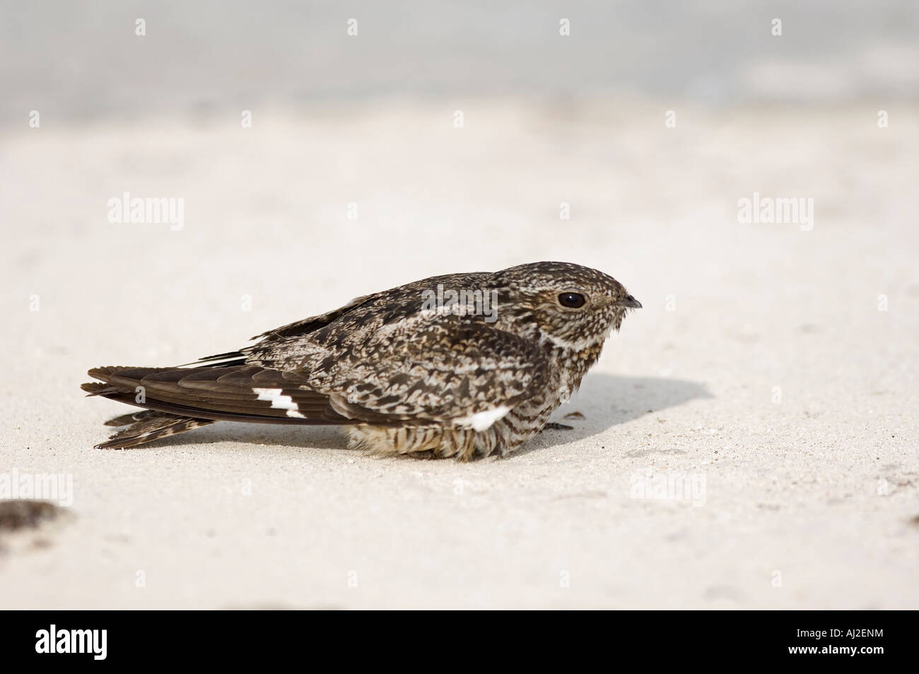 A Common Night Hawk on the beach at Little Whale Cay Stock Photo - Alamy