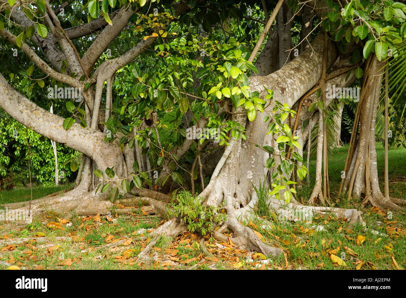 Banyan tree on Little Whale Cay Stock Photo - Alamy
