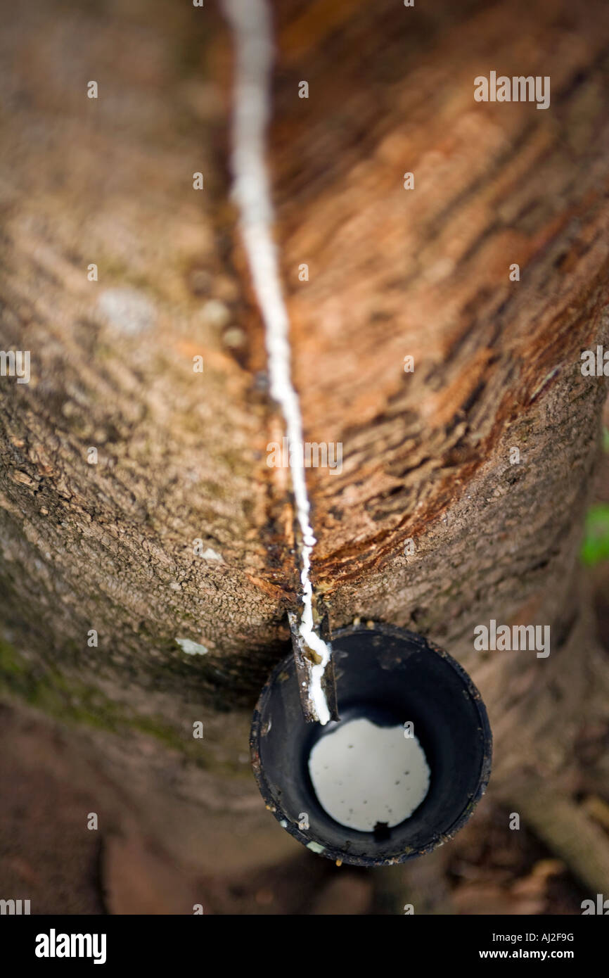Rubber tree, Hevea brasiliensis, plantations on the banks of the Amazon ...