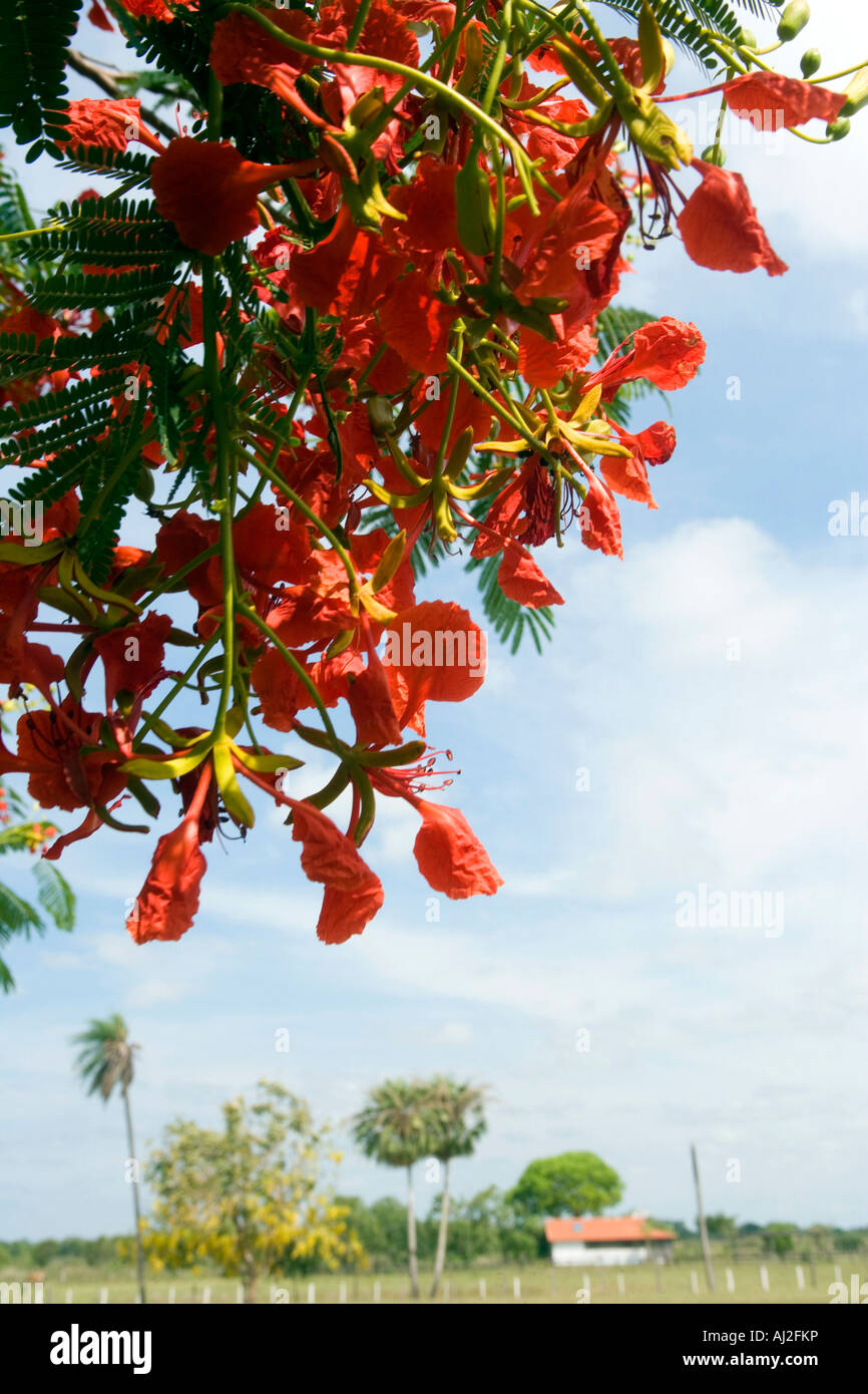 The bright blooms of the shade trees of Pousada Xaraes set amongst the ...