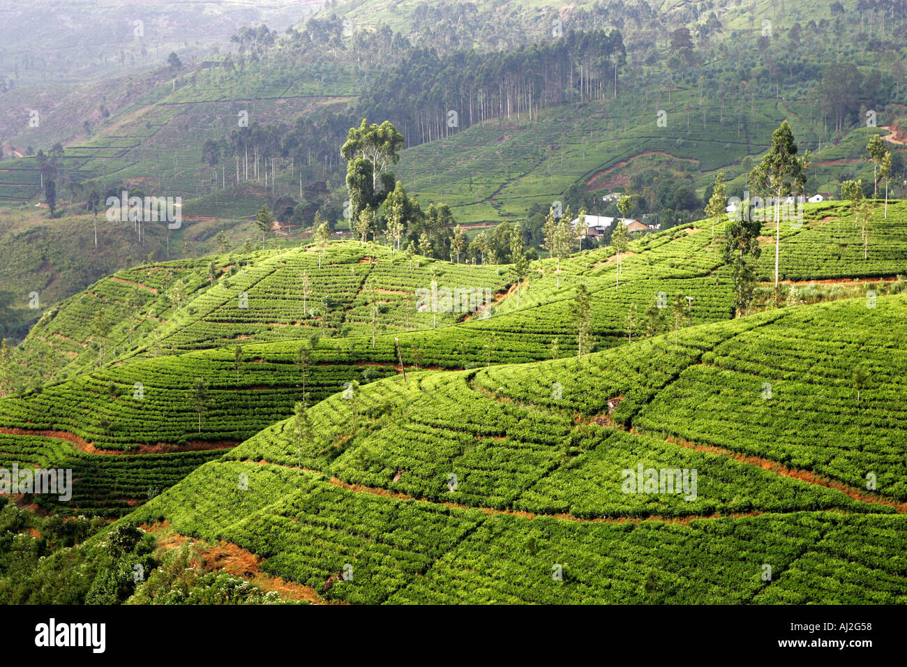 Nuwara Eliya Highlands in Sri Lanka tea plantaion area Stock Photo - Alamy
