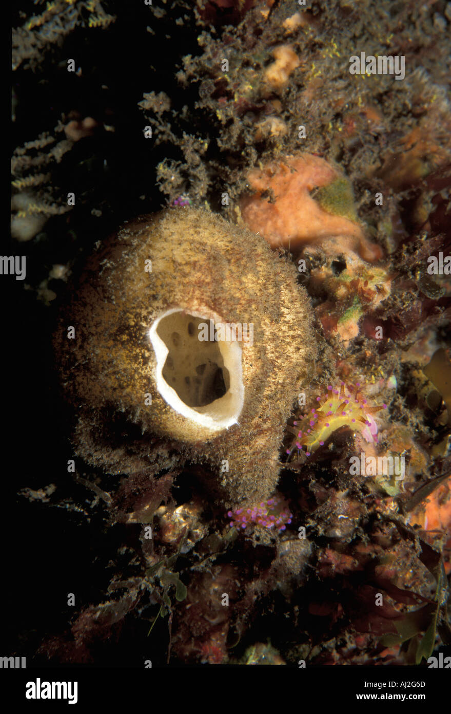 Sycon hi-res stock photography and images - Alamy