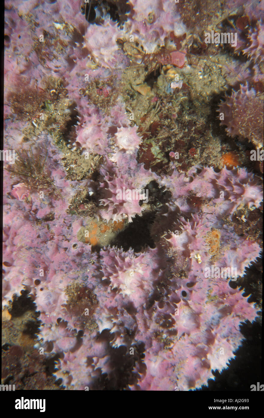 Dysidea fragilis with typical conuli all over its surface Menorca ...