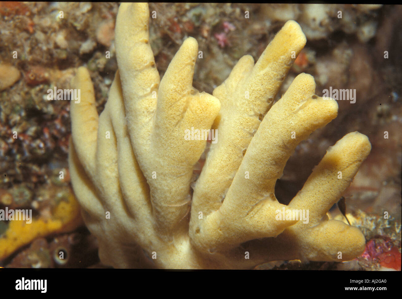 Oscula hi-res stock photography and images - Alamy