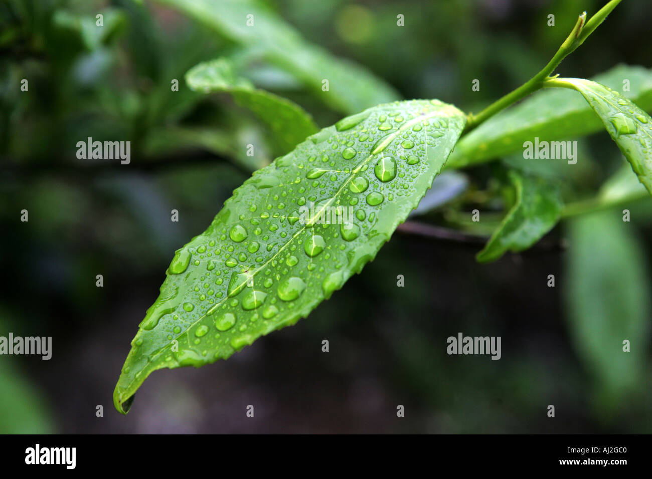 Nuwara Eliya Highlands tea plantation area in Sri Lanka Tealeave Stock ...