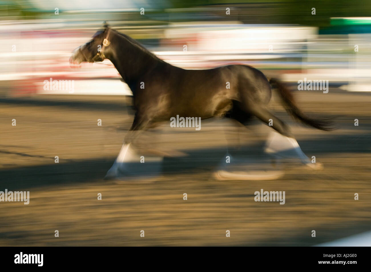 Horse walking in arena during horse show Stock Photo - Alamy