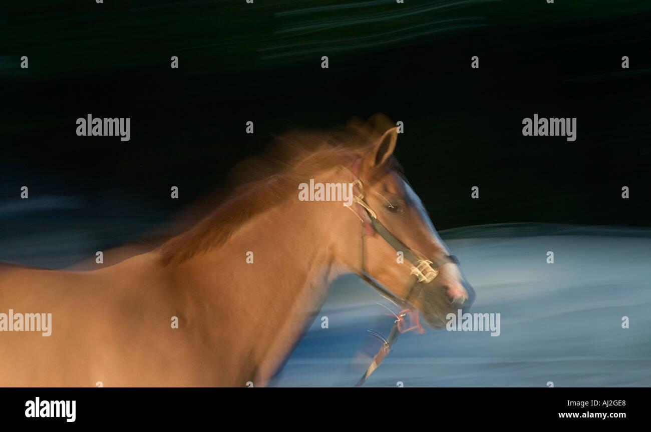 Horse walking in arena during horse show Stock Photo - Alamy