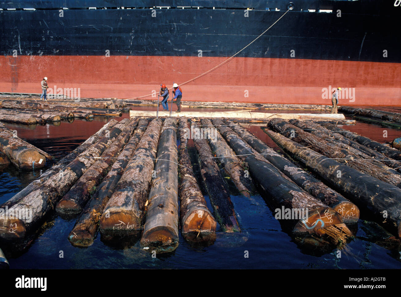 USA Alaska Workers use steel cables to load freshly cut logs into cargo ...