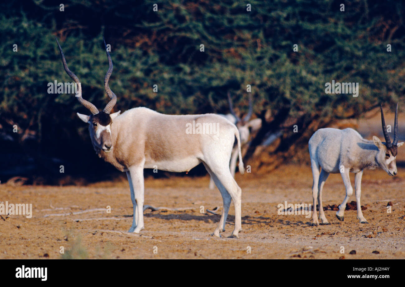 Yotvata reserve israel hi-res stock photography and images - Alamy