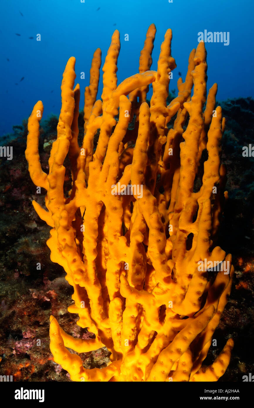 Bright yellow Common Antlers Sponge (Axinella polypoides) growing on a ...