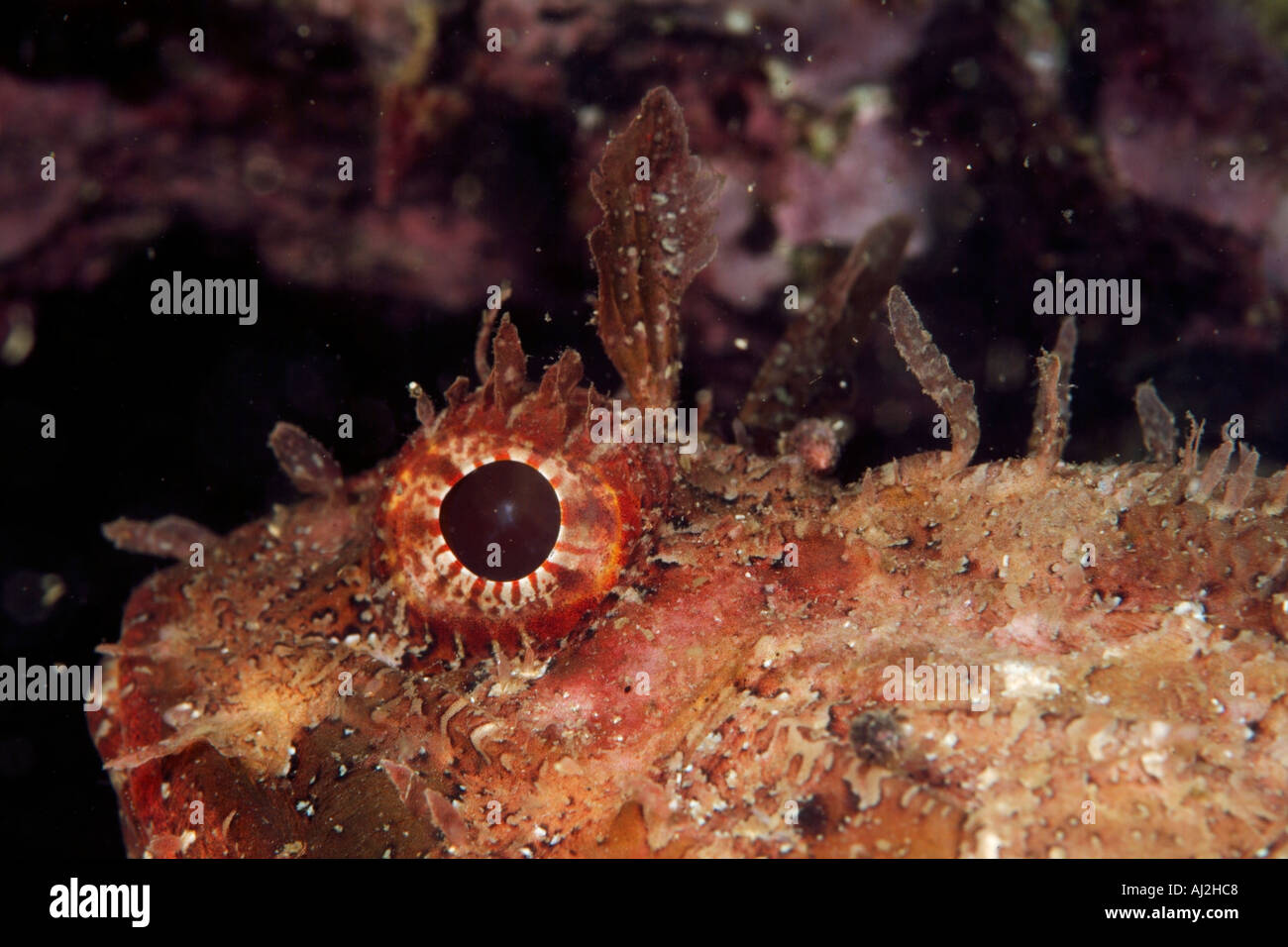 Spotted scorpion fish hi-res stock photography and images - Alamy