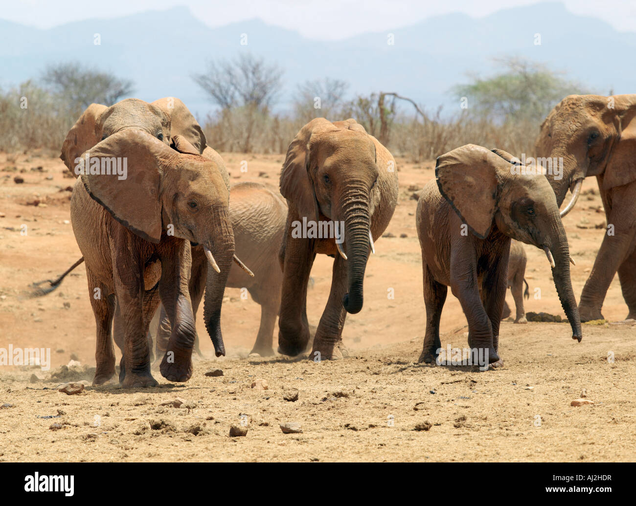 Young elephants running towards a waterhole in Tsavo West National Park ...