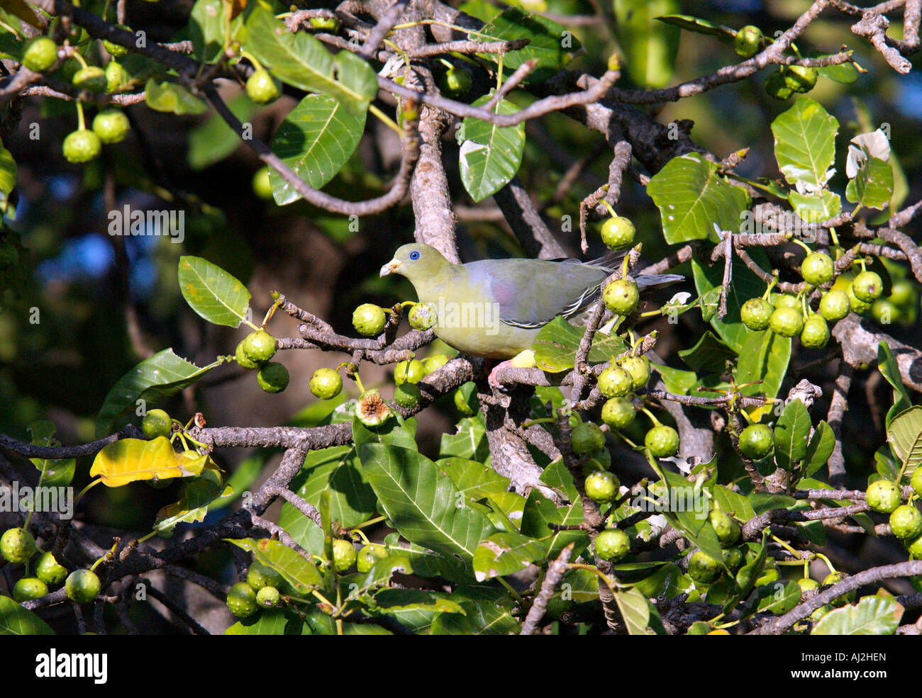 A Green-pigeon feeding on wild fruits, Meru National Park, Kenya Stock ...
