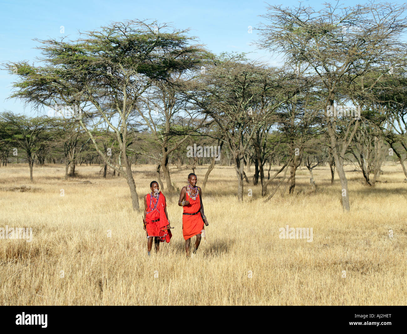 Two Maasai men stride through acacia woodlands in their traditional red ...