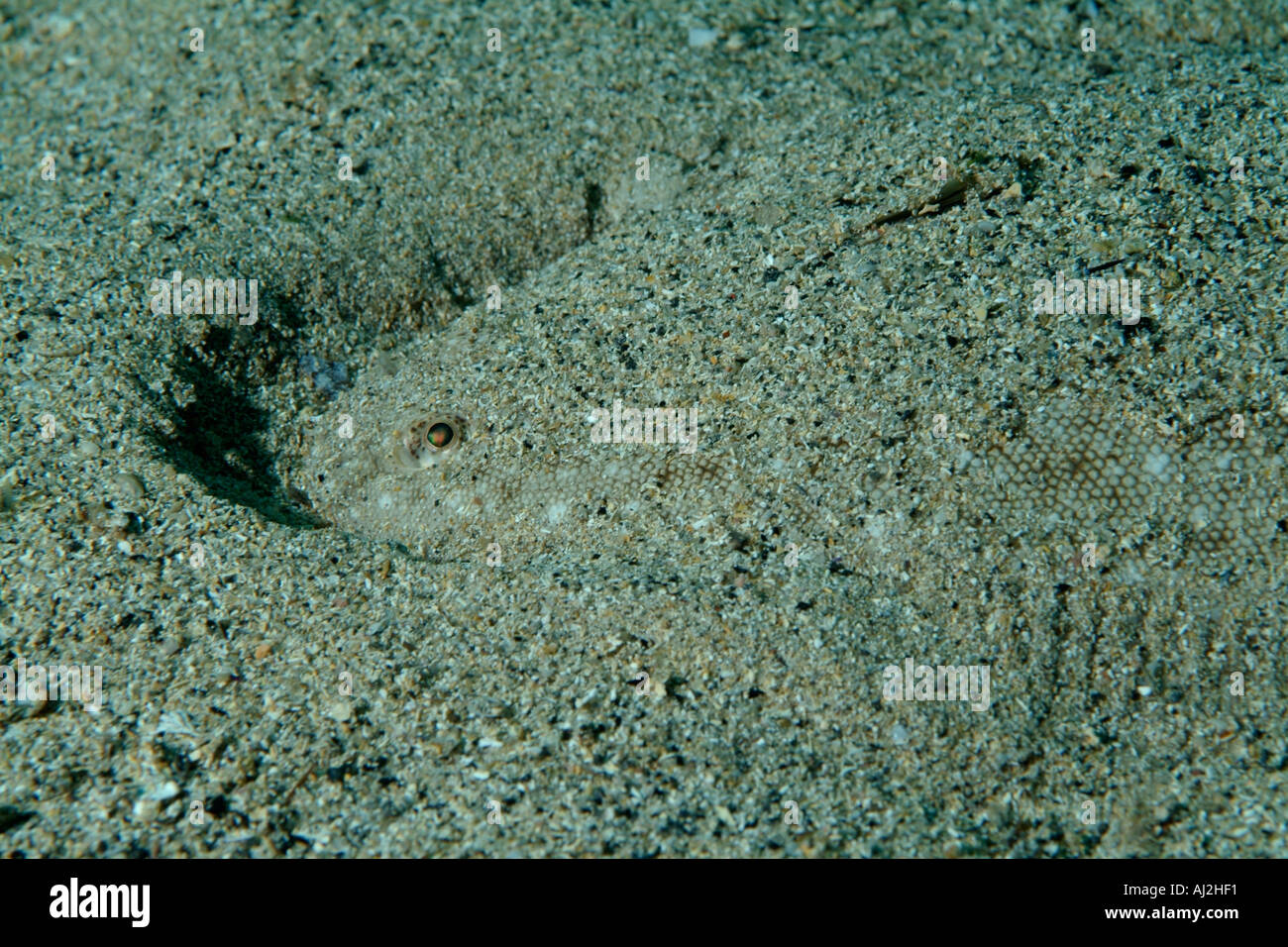 Solea sp hi-res stock photography and images - Alamy