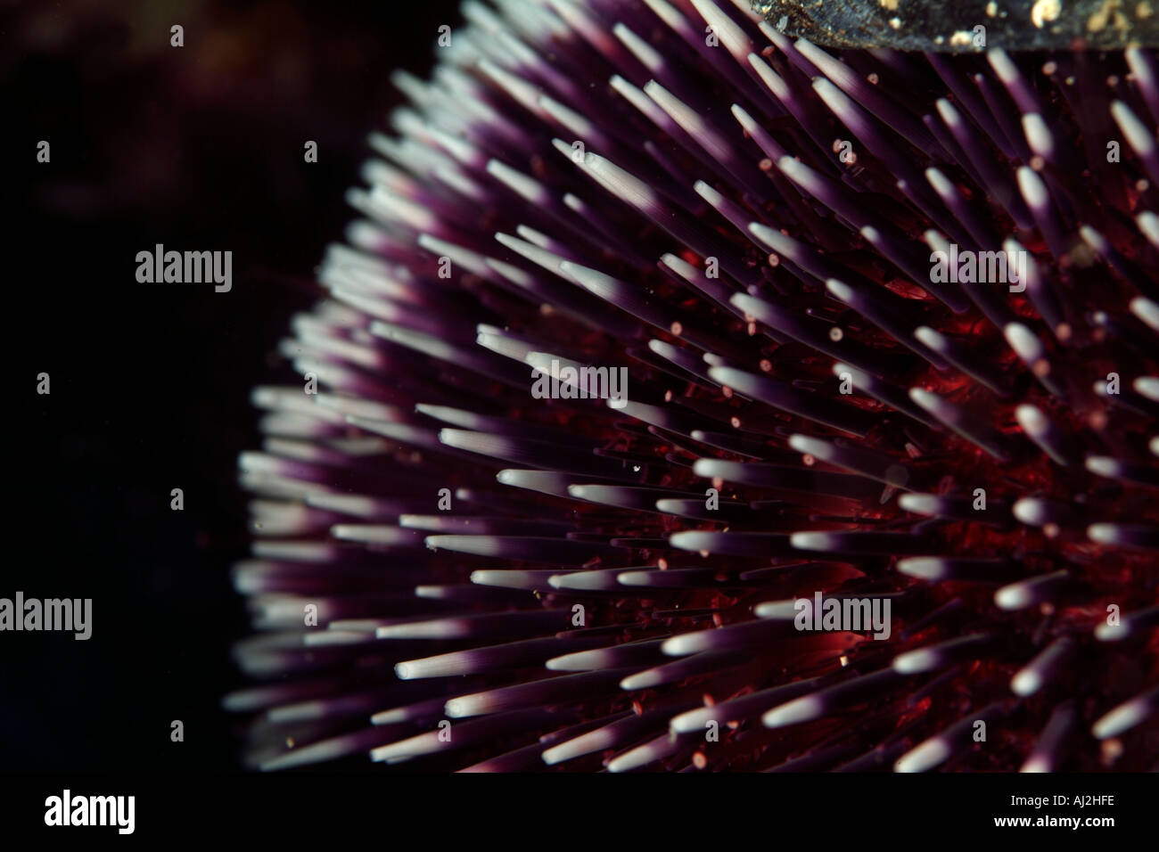 Sea urchin (Sphaerechinus granularis) with purple and white spikes ...