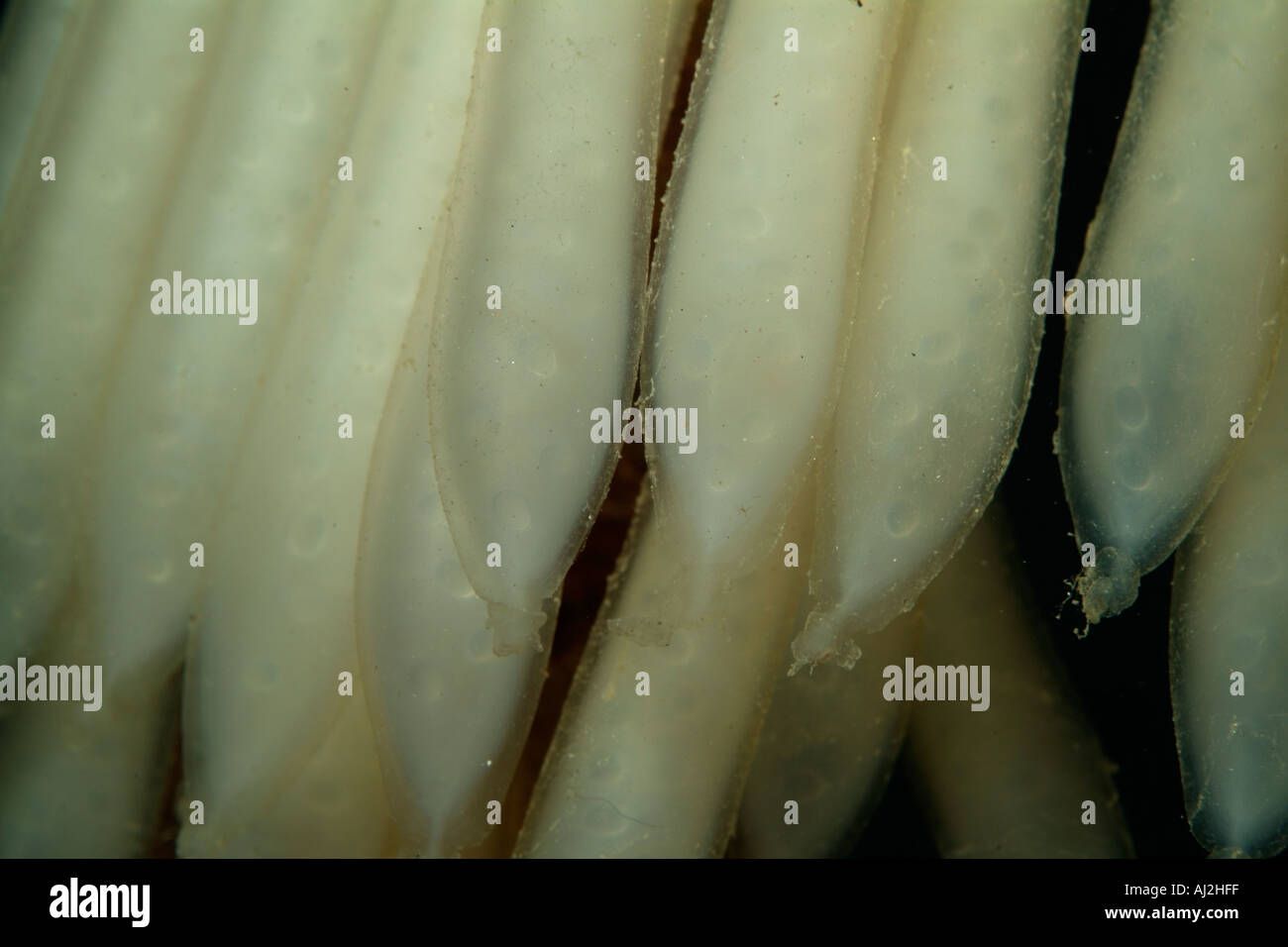 Common squid loligo vulgaris hi-res stock photography and images - Alamy