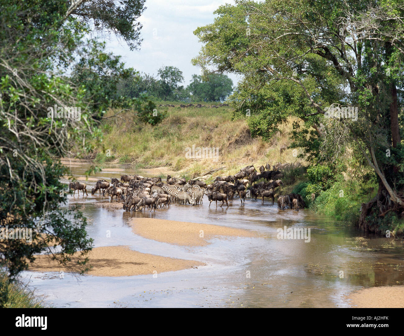 Wildebeest and Burchell’s zebra drink from Sand River, close to the ...